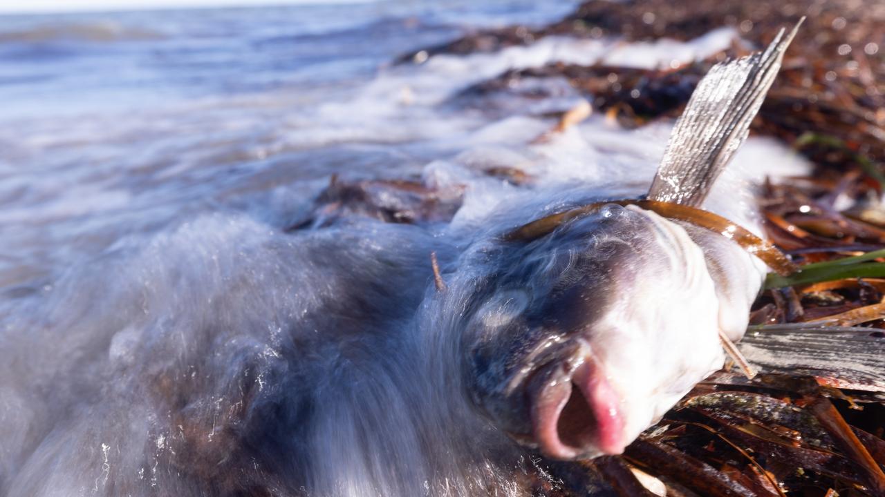 Ocean crisis exposes huge Aussie problem