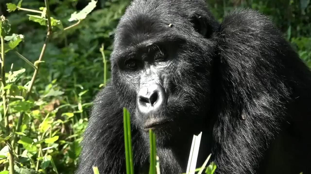 In Uganda, a vibrant tourist economy boosts the conservation of ...