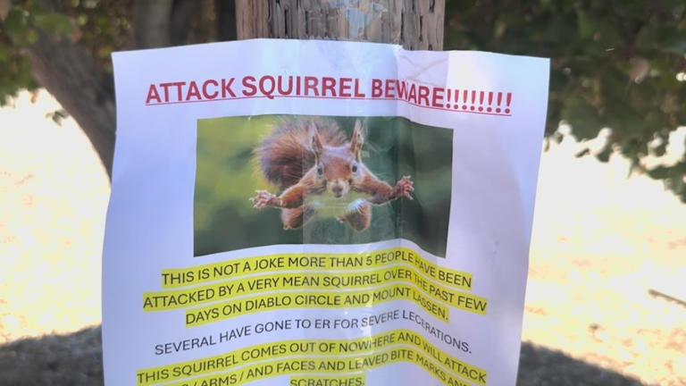 Residents of California neighborhood say squirrels are attacking ...