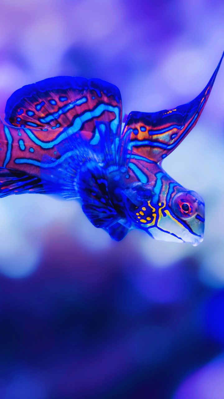 10 animals in rainbow colours and where you can find them
