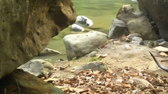 Researchers celebrate as trail cameras capture rare footage of elusive ...