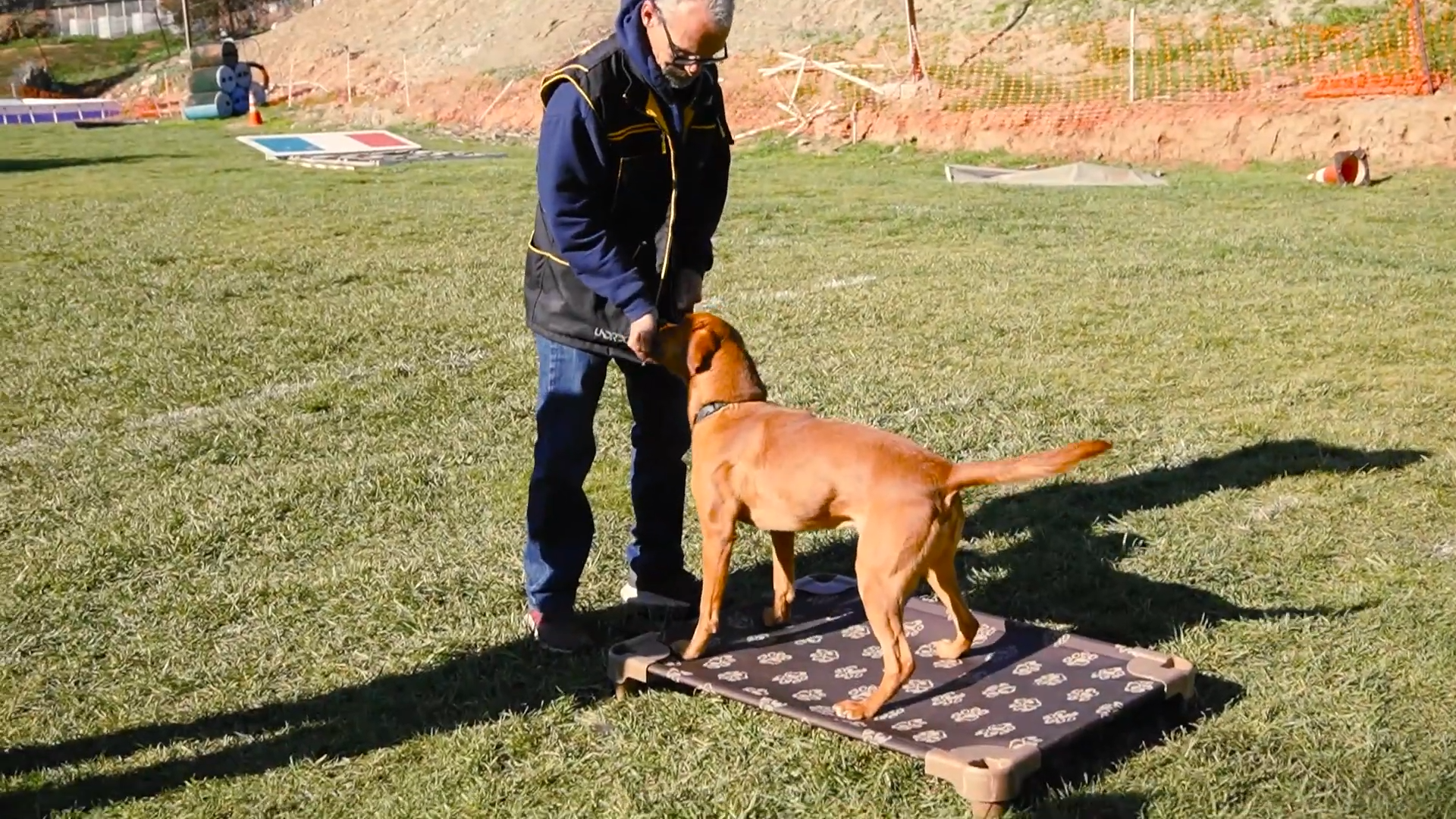 Transform Your Dog’s Behavior with These 6 Training Steps