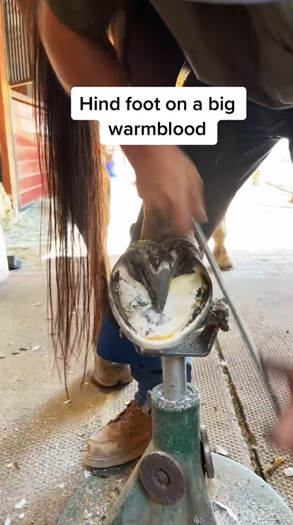 Precision Hoof Care: A Master Farrier at Work