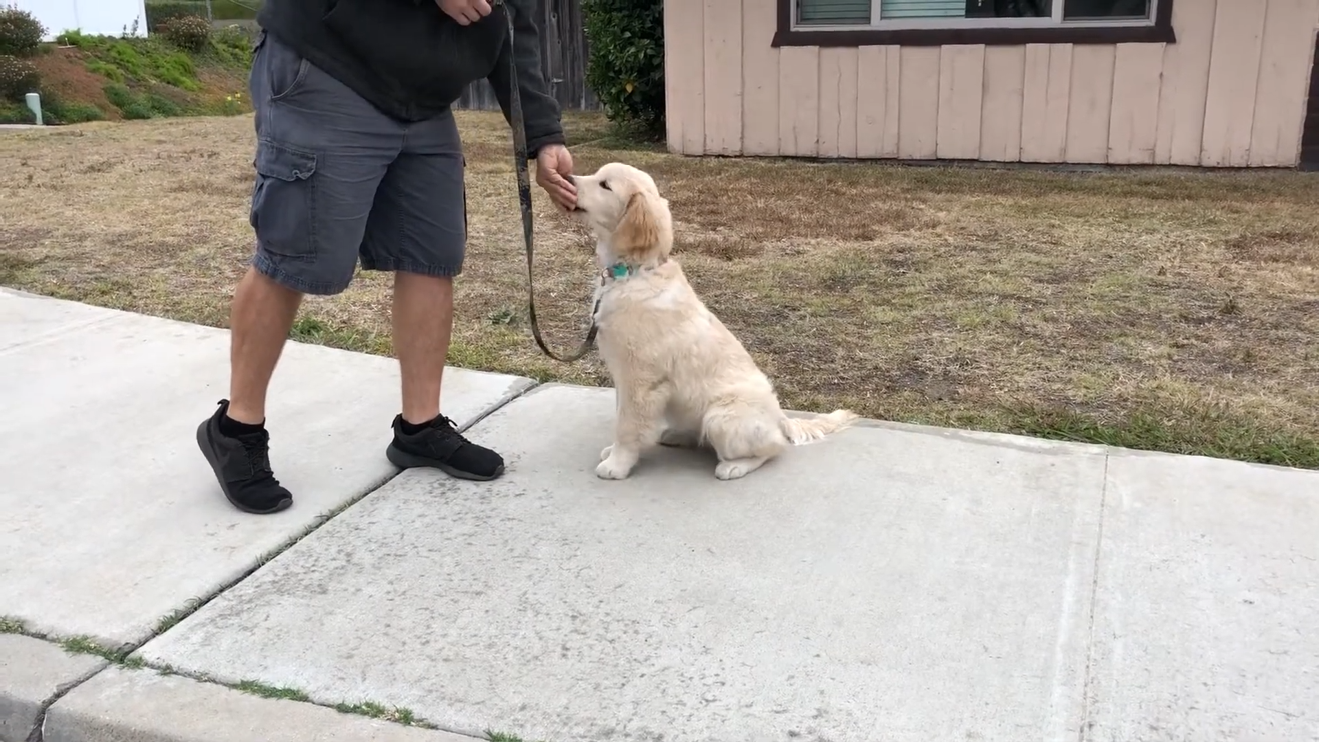 Dog Training Basics: The Four Quadrants of Operant Conditioning