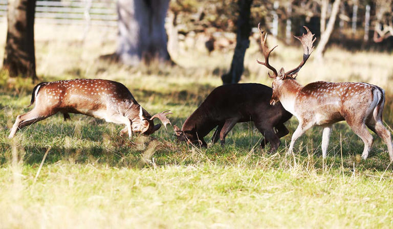 Fawns under a year old among cull of deer as snipers paid €17K to get ...