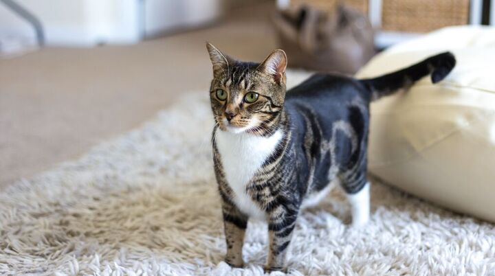 Weird Things Your Cat Might Be Doing to Get Your Attention