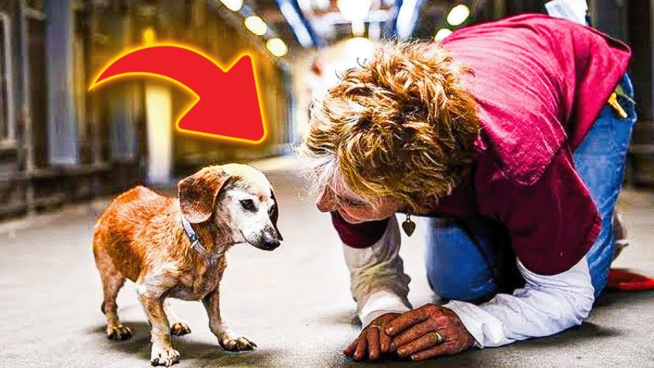 Blind Dog Finds Her First Shelter Friend and Refuses to Let Go