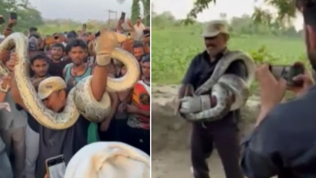 UP villagers rescue snake catcher as 20-foot python coils around him ...