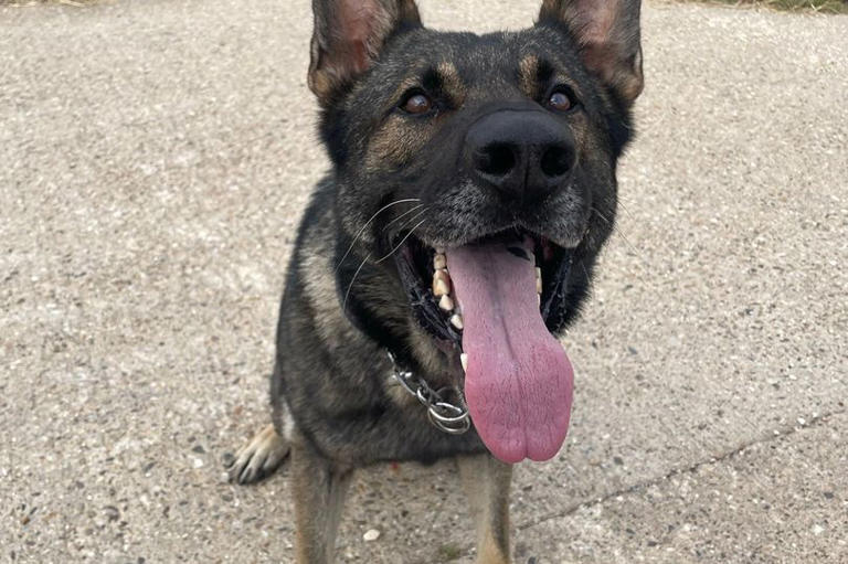 Police dog and handler win award for 'exceptional courage in a ...