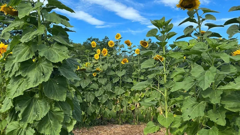 21 Varieties Of The Tallest Sunflowers You Can Grow In The Garden