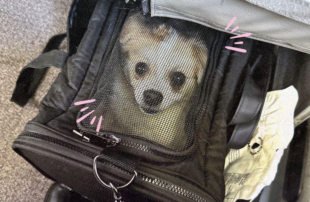 Road Tripping With Your Dog? Here’s How to Keep Them Safe