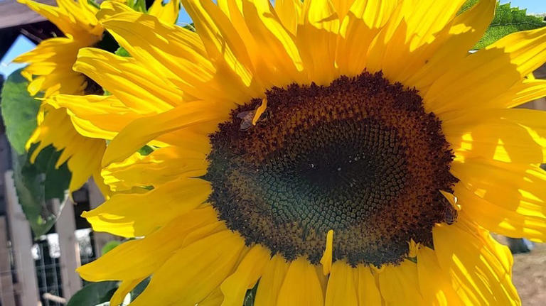 21 Varieties Of The Tallest Sunflowers You Can Grow In The Garden