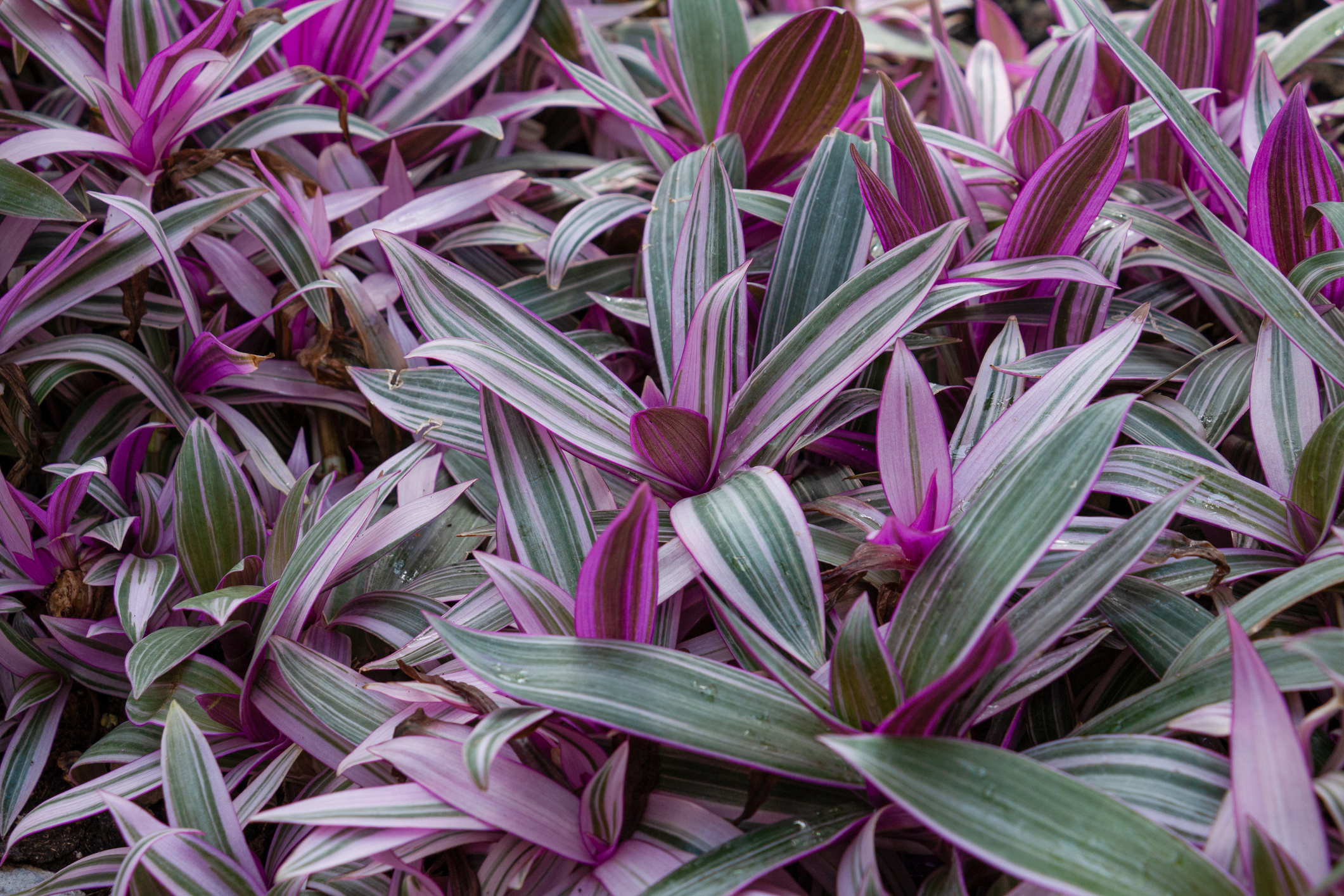 Seven spring plants vet warns could harm - and potentially kill - your pets