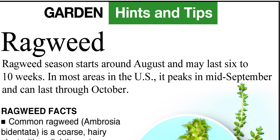 Ragweeds Are the Culprit Behind Hay Fever