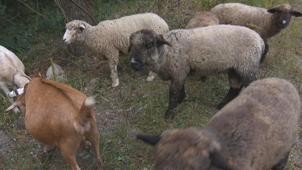 Rhode Island "lambscaping" crew of sheep and goats clears brush from yards