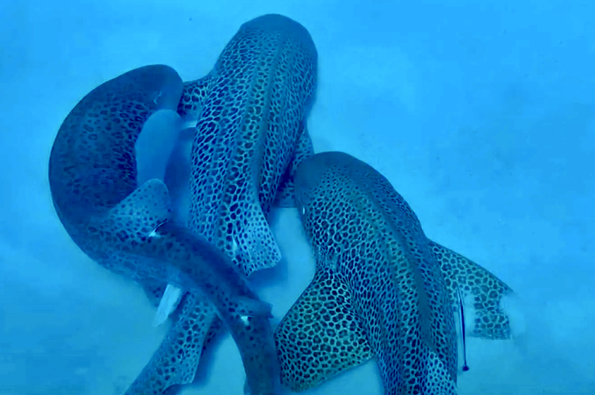 First-Ever Shark “Threesome” Captured on Camera (Video)