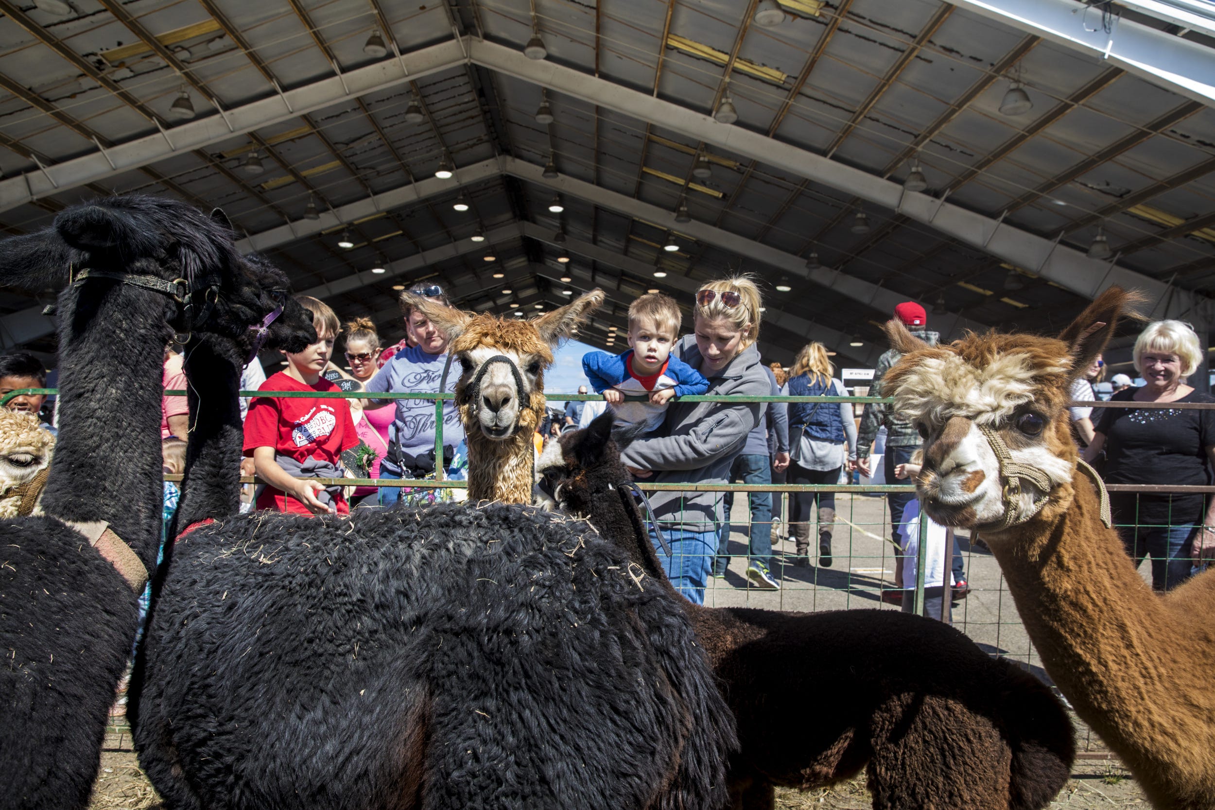 Top 10 events in Cincinnati this weekend: It's a festival fiesta!