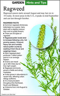 Ragweeds Are the Culprit Behind Hay Fever
