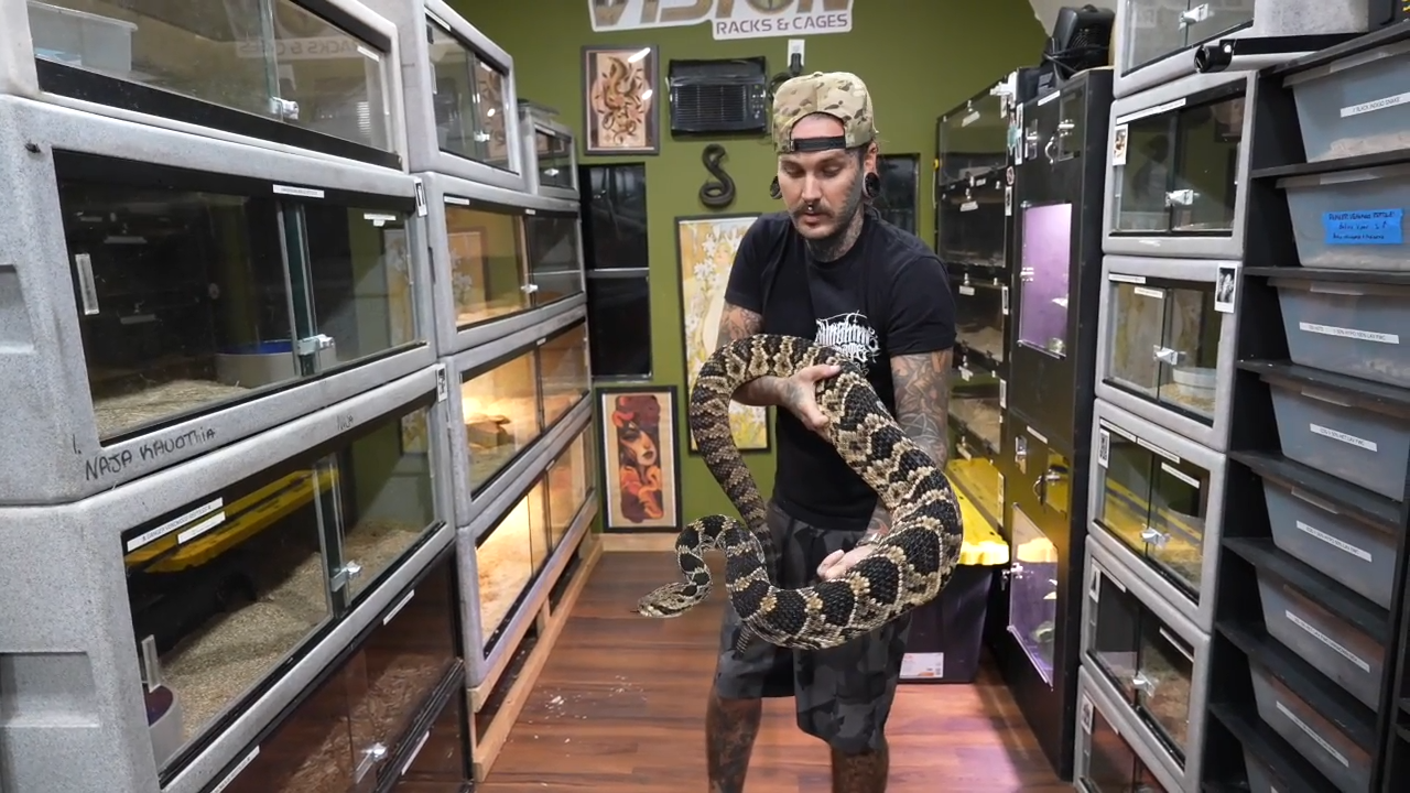 The World’s Biggest Venomous Snakes!