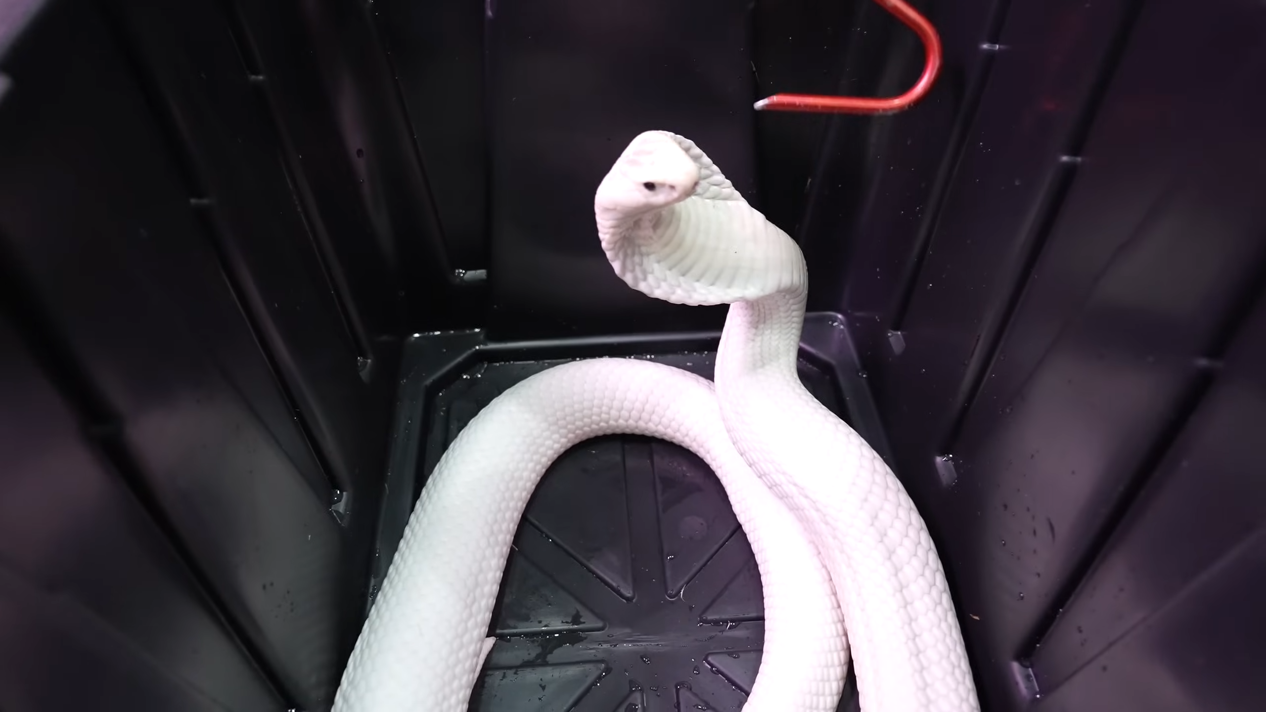 Deadly Cobras and Giant Rattlesnakes in Action