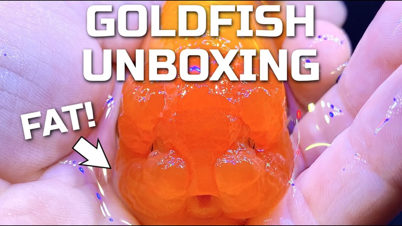 New Ranchu Goldfish Unboxing – Luminous Goldfish Shipment Arrival