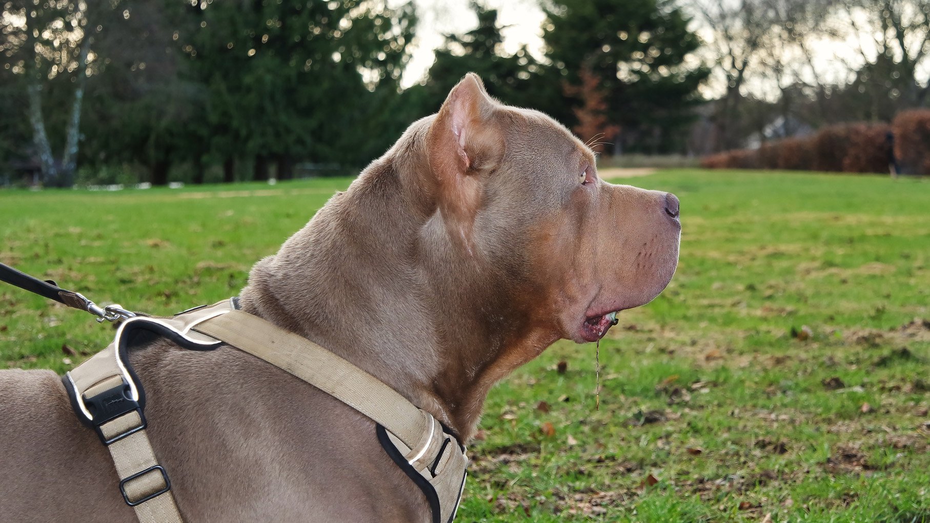 Girl, 10, fatally mauled by family pet XL bully dog