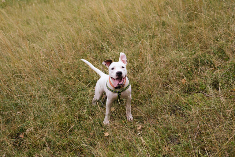 Hysterics as deaf pit bull tries chasing his tail—there's just one problem