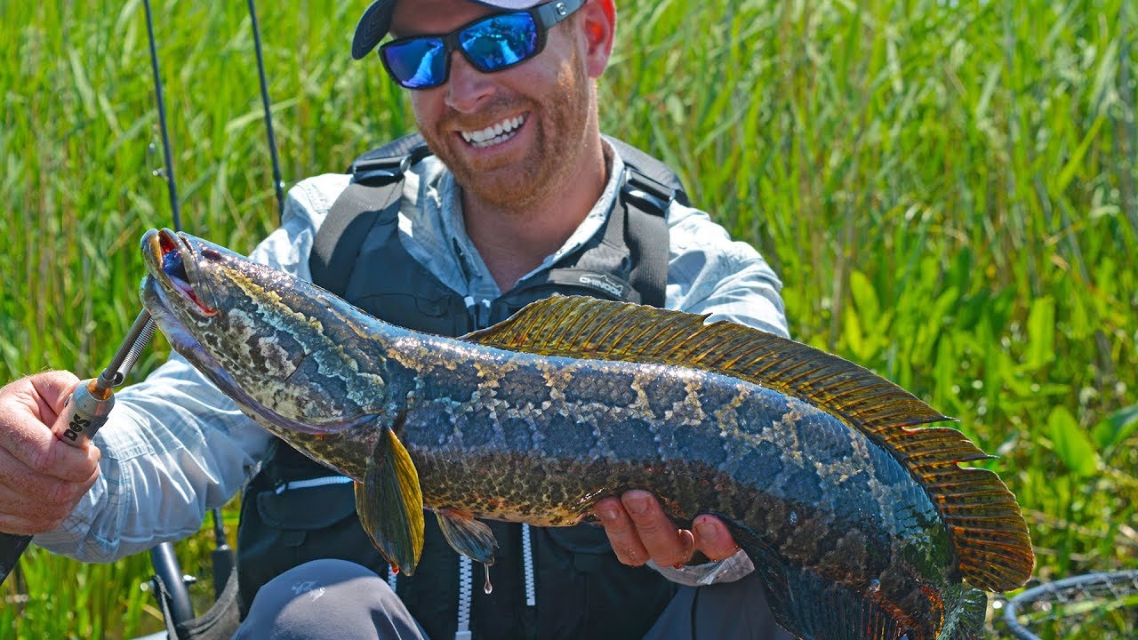 The Fight Against Invasive Snakeheads Begins