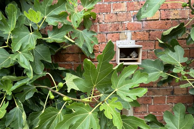 These beautiful garden trees hide a 'sinister' and 'destructive' secret