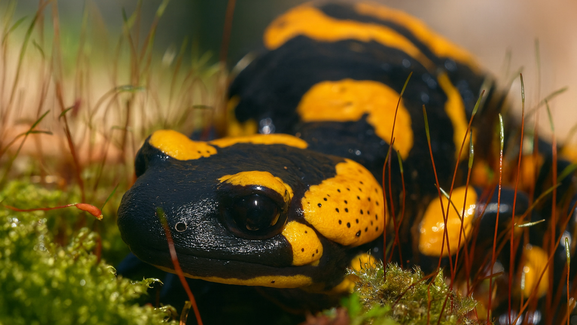 Momenti con la fauna selvatica sulla riva del fiume