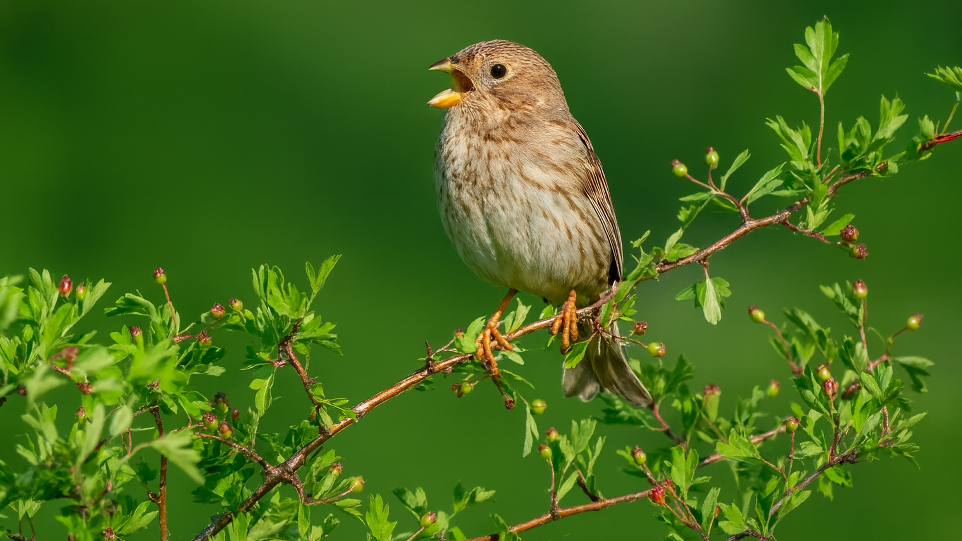 Geelgors – zingende vogel van de wilde natuur