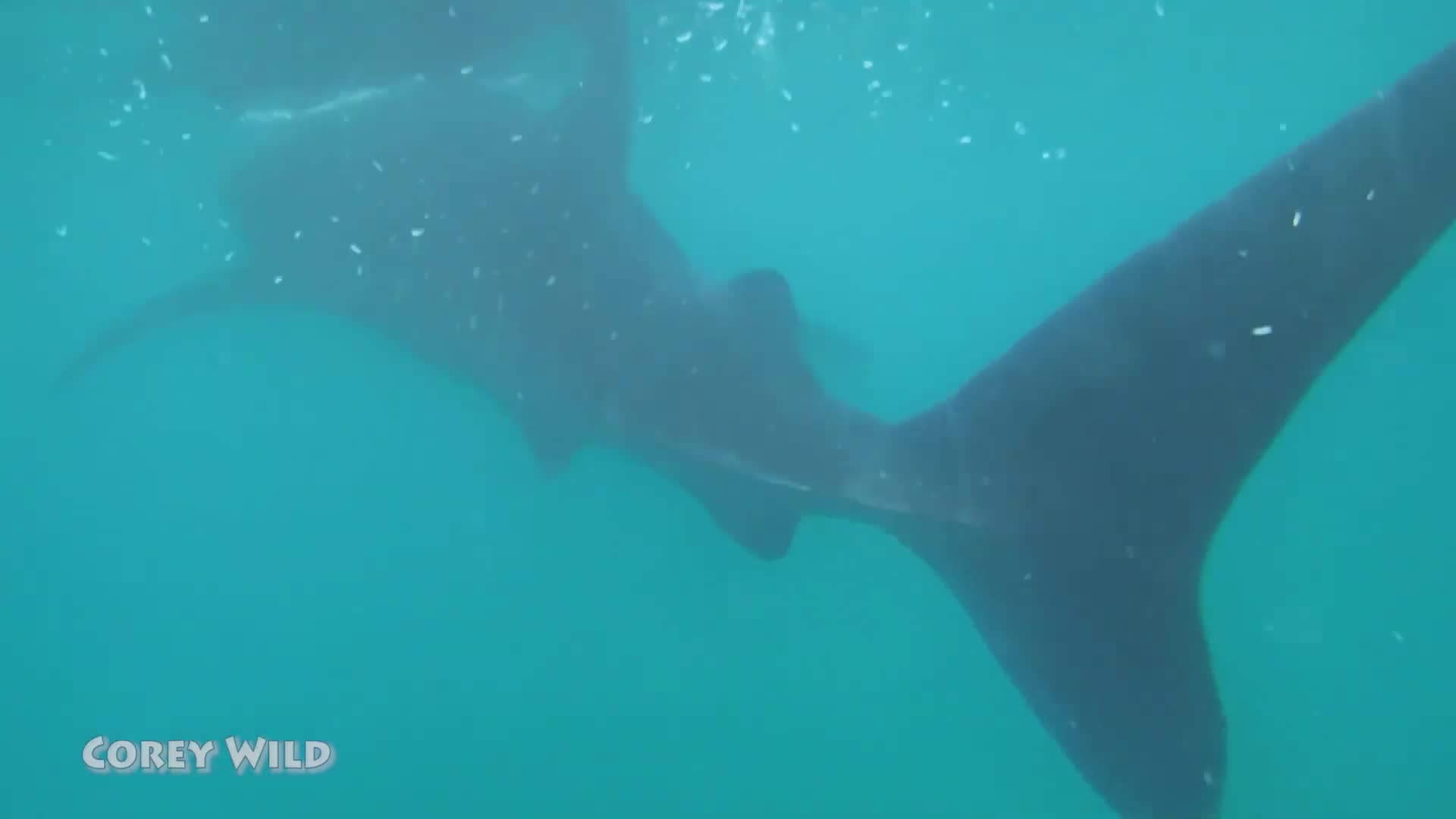 Whale sharks and whales | What's the difference in whale shark diving