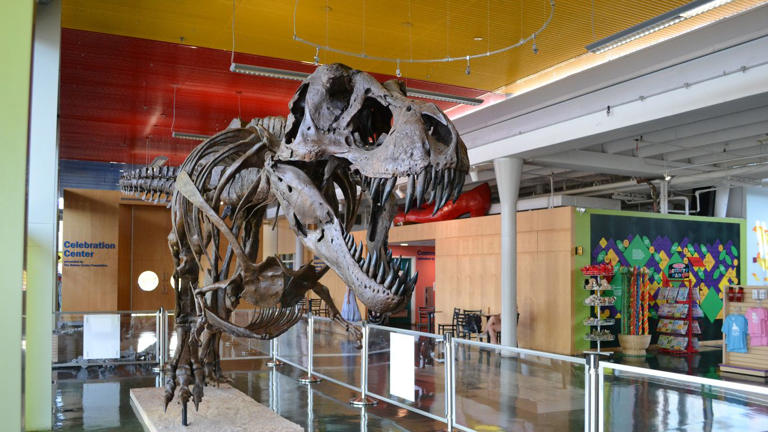 Richmond Children's Museum welcomes Virginia's only T. rex skeleton, Stan