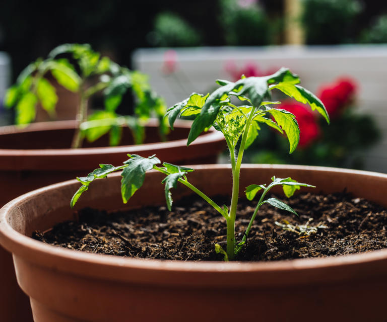 A DIY self-watering planter can solve all your greenhouse irrigation ...