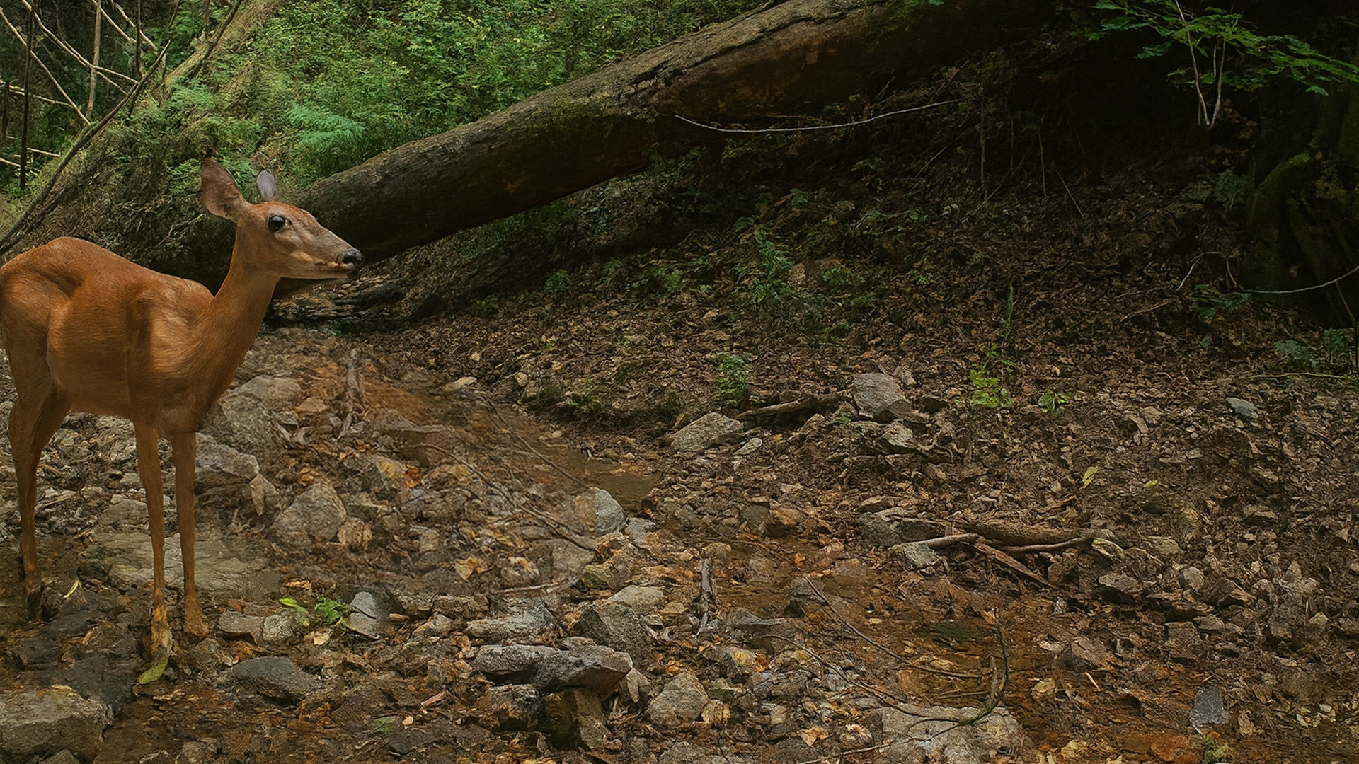 Hidden Wildlife Behavior Captured by River Camera