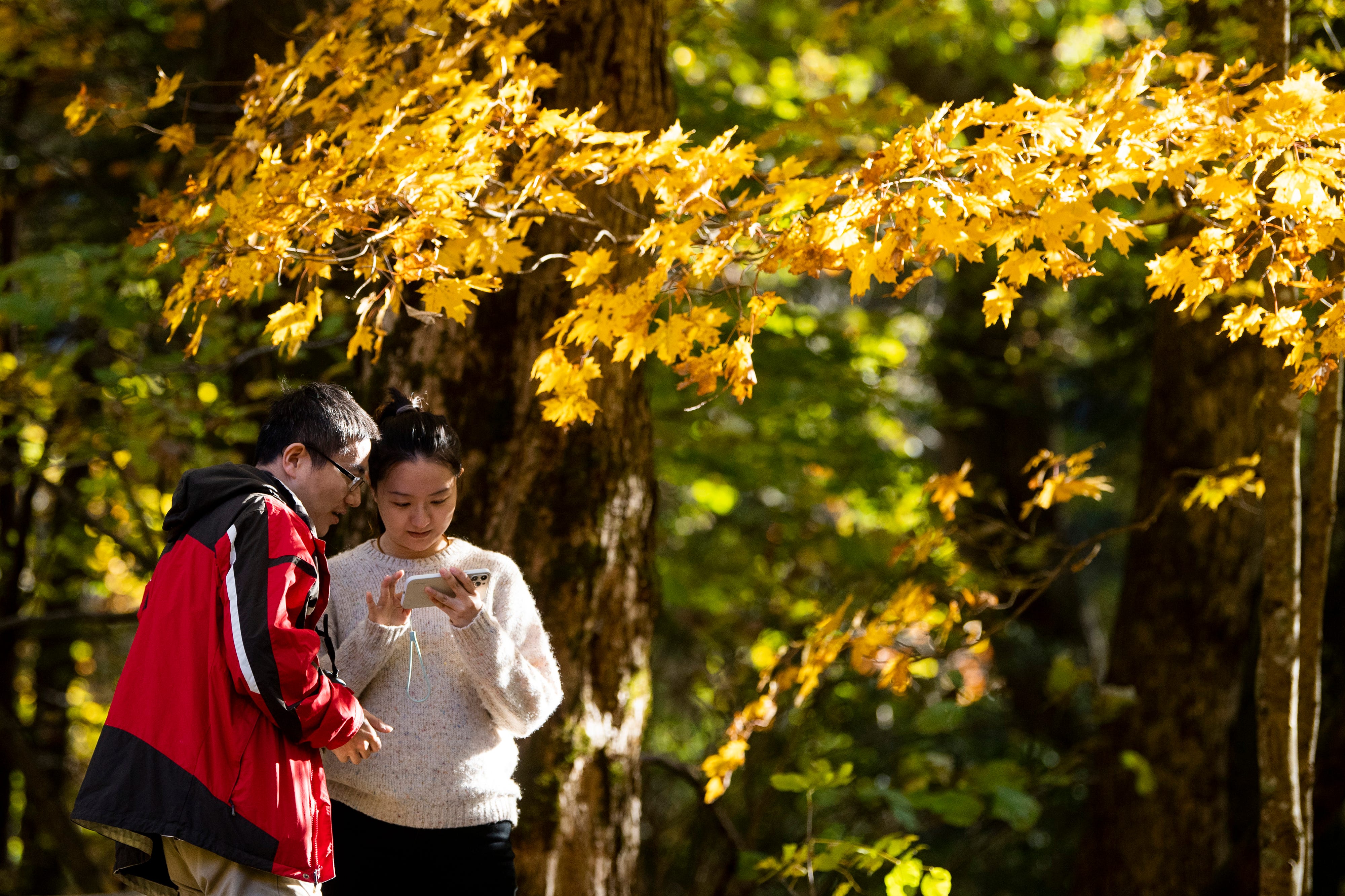 Are the leaves changing in Tennessee yet? Here's the best time to see ...