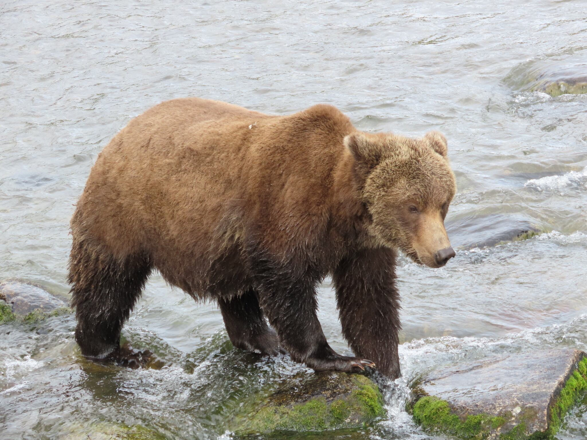 It’s Fat Bear Week 2025! Who are you voting for?