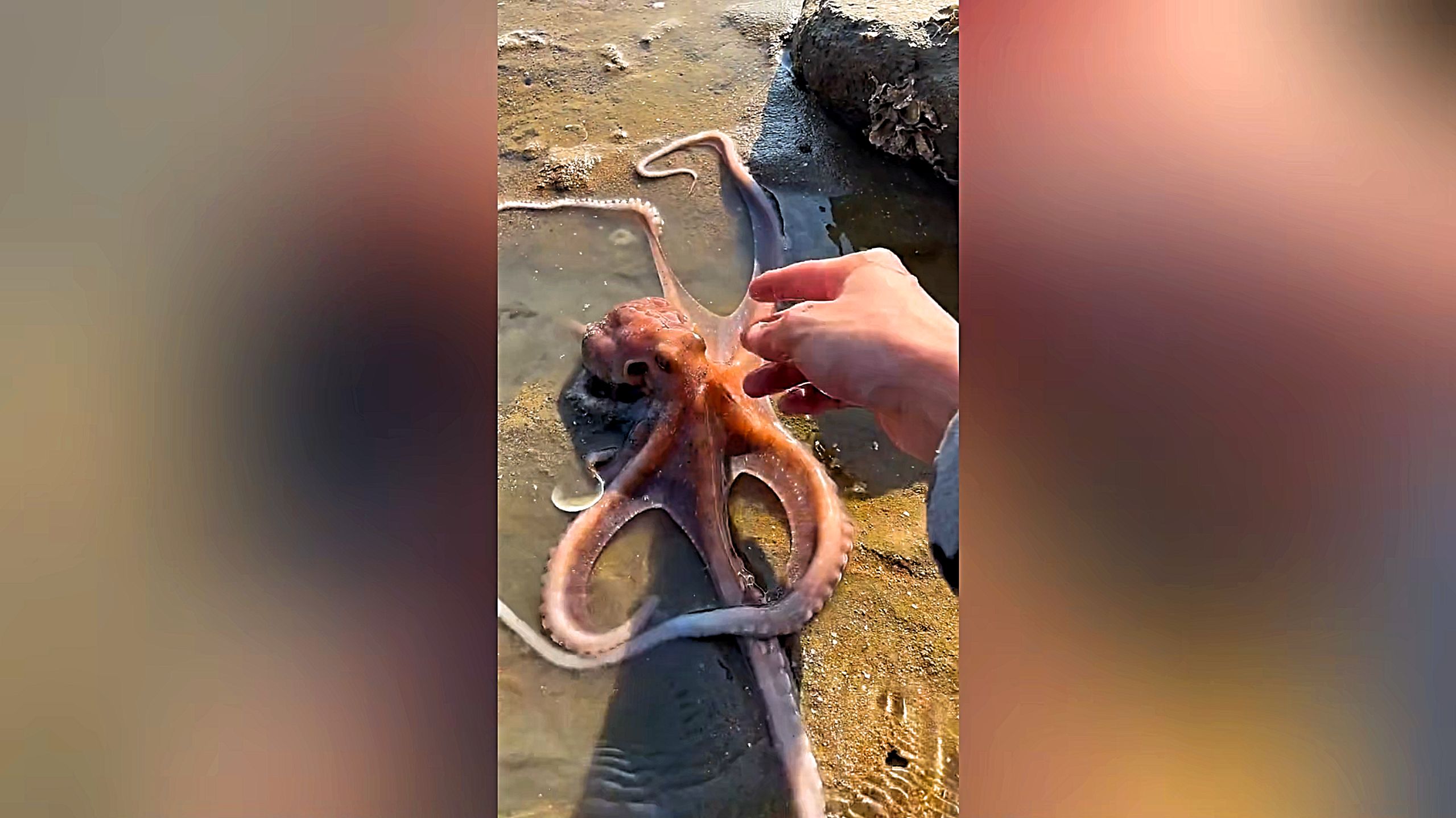 Octopus Caught and Held in Hand on a Lake