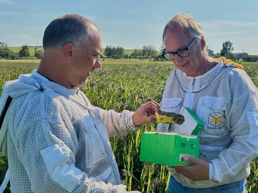Beekeeping revolution happening on Calgary’s outskirts