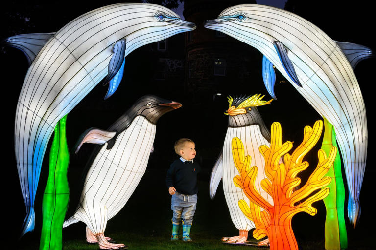 It’s o-fish-ially back! Edinburgh Zoo welcomes return of Giant Lantern ...