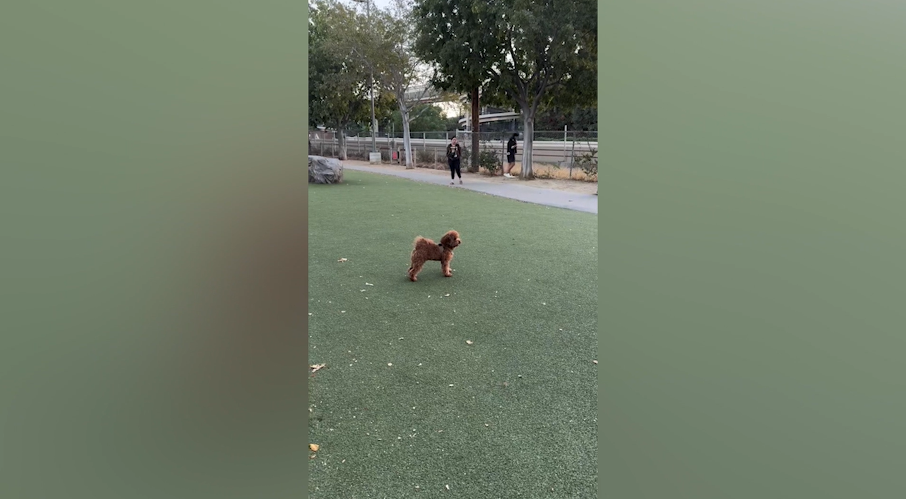 Dog Goes To Park, But Nobody Wants To Play