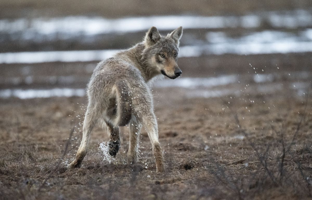 Chasse : La France donne plus de souplesse aux éleveurs pour tuer les loups