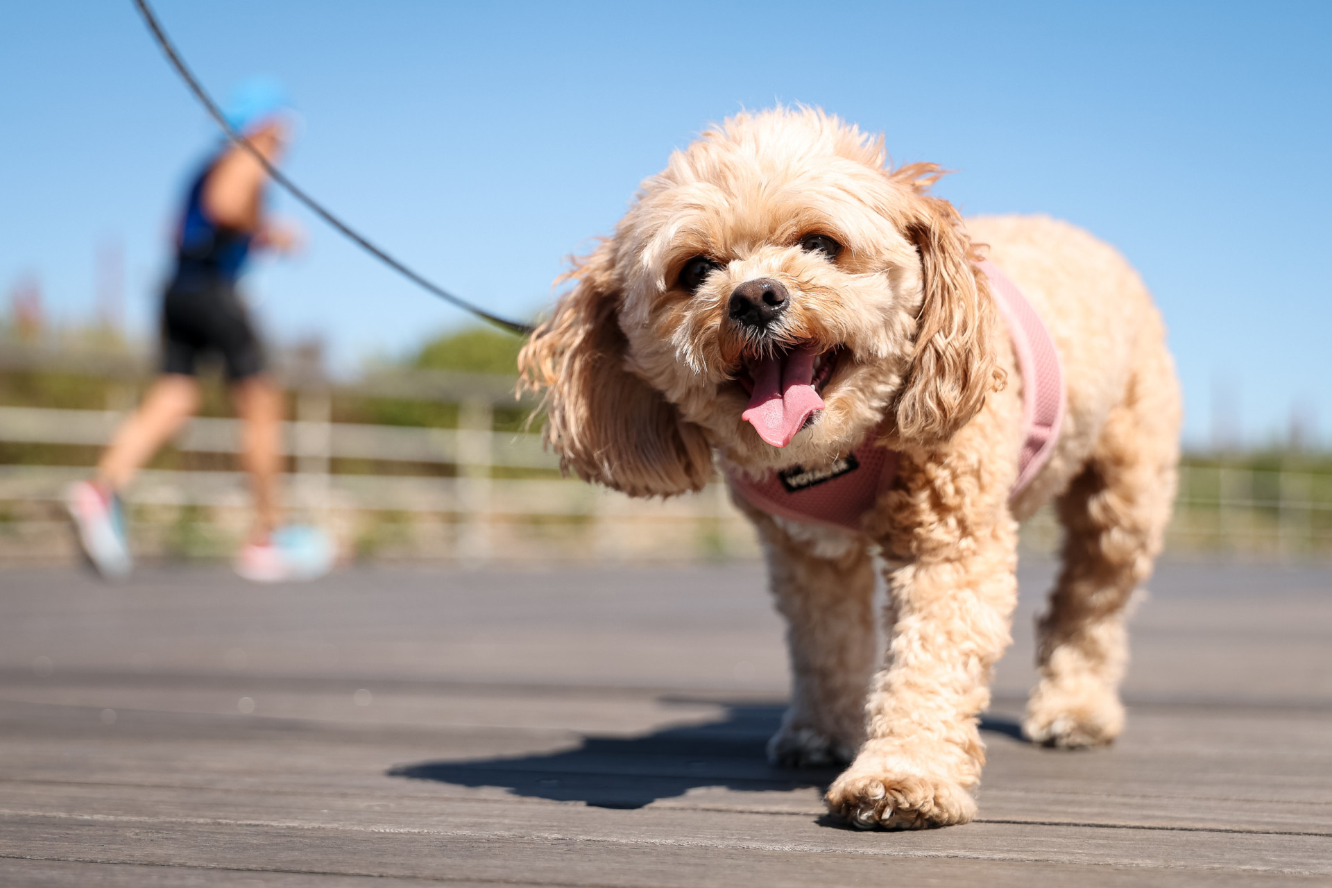 Common misconceptions about dogs, debunked