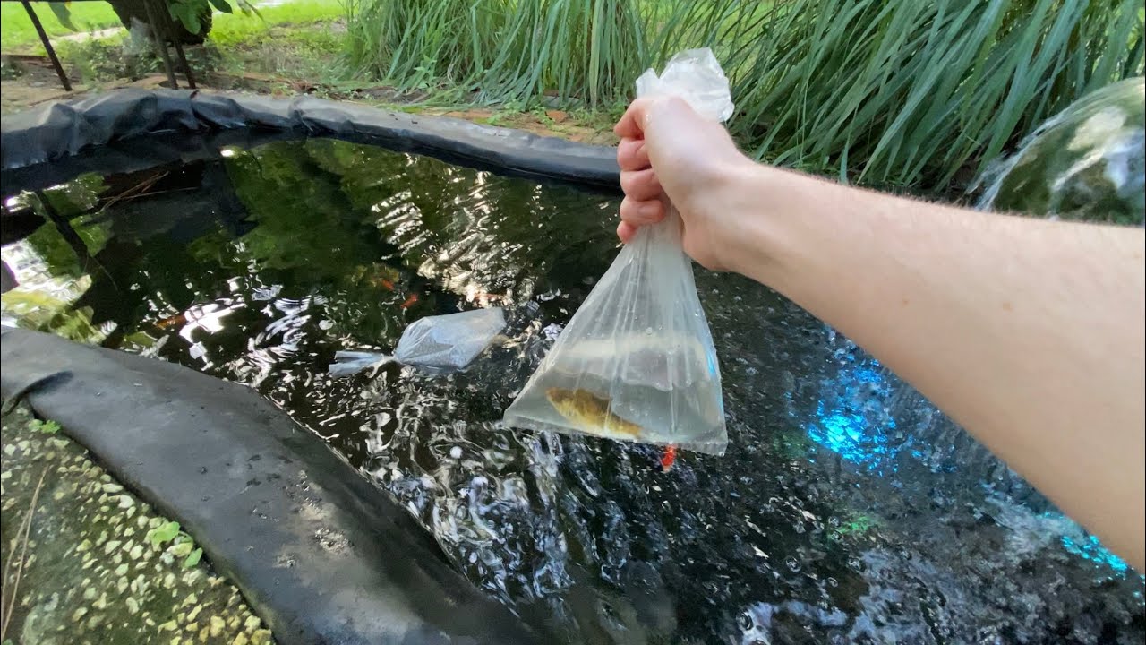 I Put Tons Of Colorful Fish Into My Backyard Pond