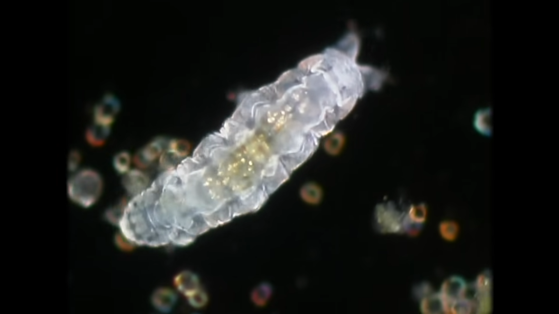 Why Tiny Tardigrade Might Be Earth’s Strongest Creature