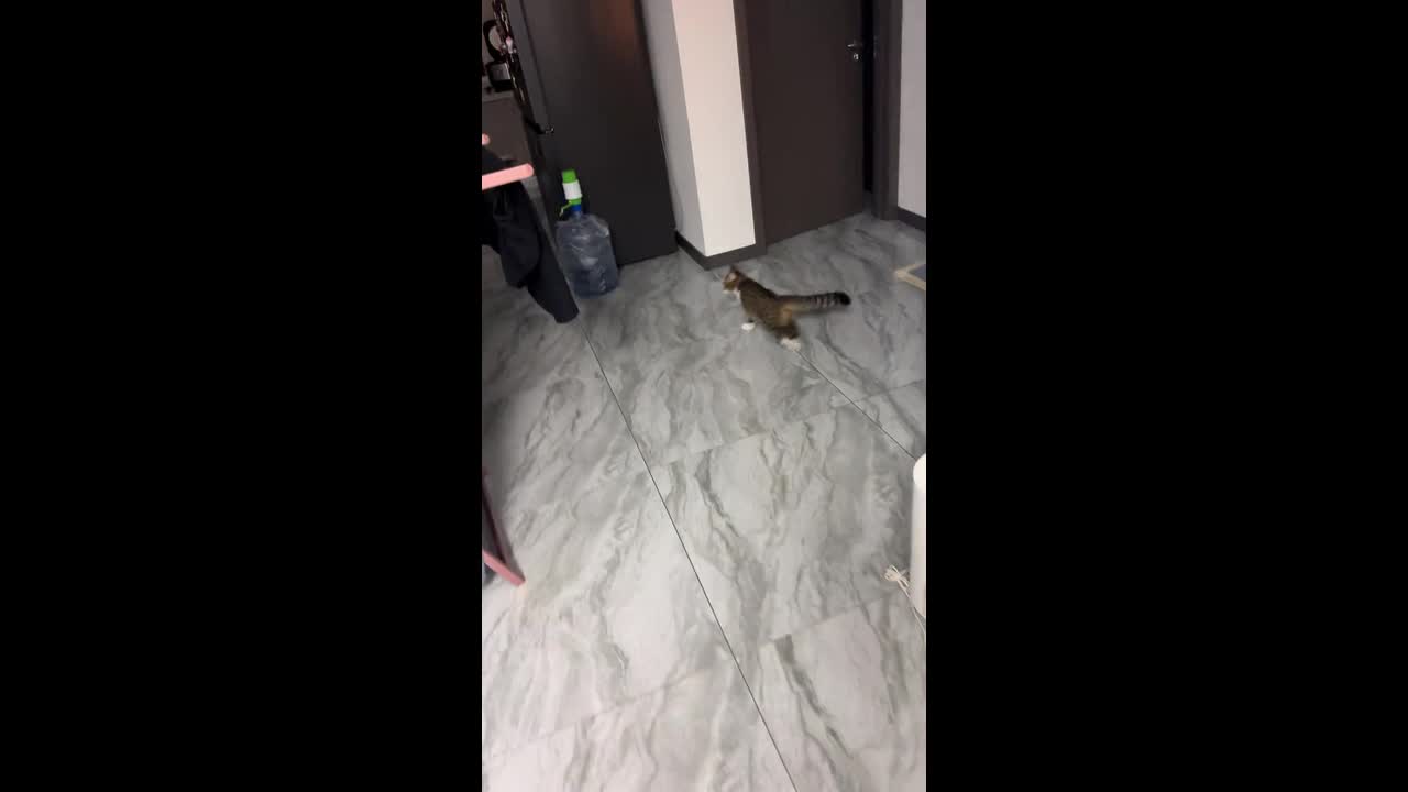 Cat walks sideways trying to remove tape in Jilin, China