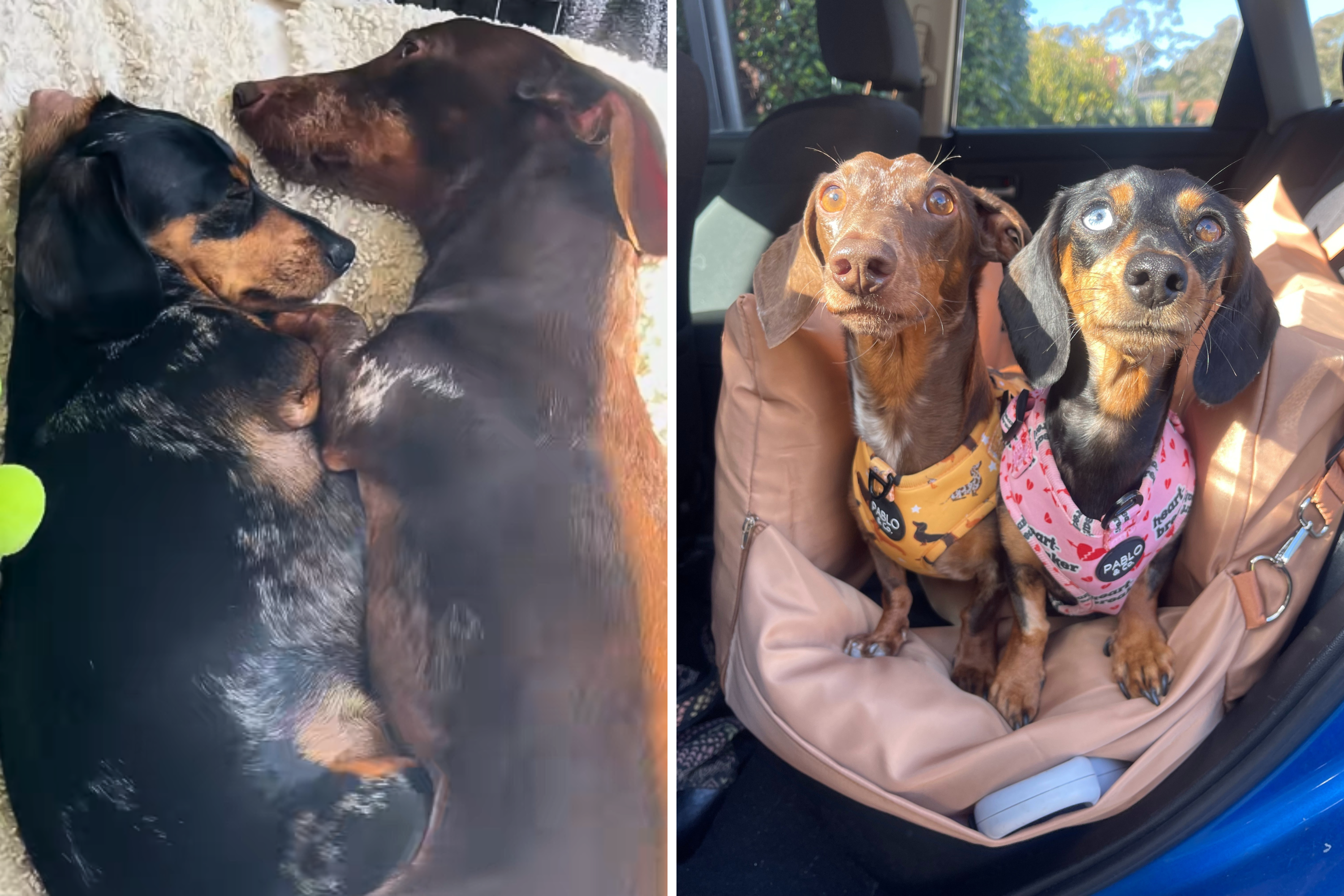 Dachshund siblings have to separate after one has surgery, tears at reunion