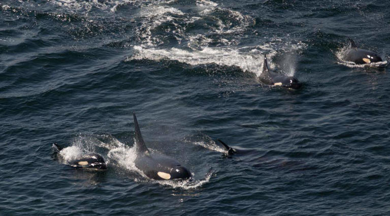 Watch: Endangered orca pod makes rare visit to Tacoma area with newborn ...