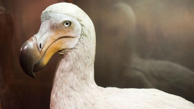 Nuevo proyecto biogenético para ‘resucitar’ el dodo, ave extinta desde ...
