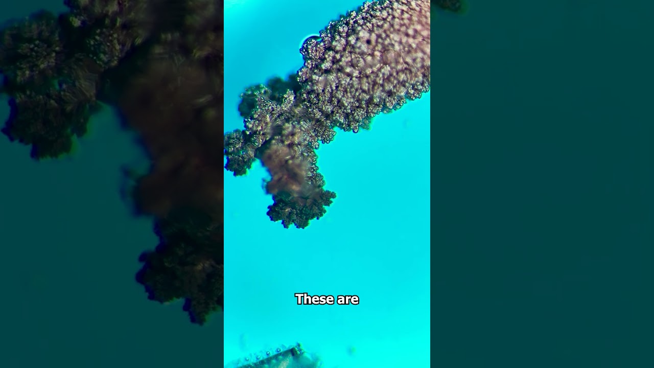 How to Grow Copper Metal Crystals Under a Microscope